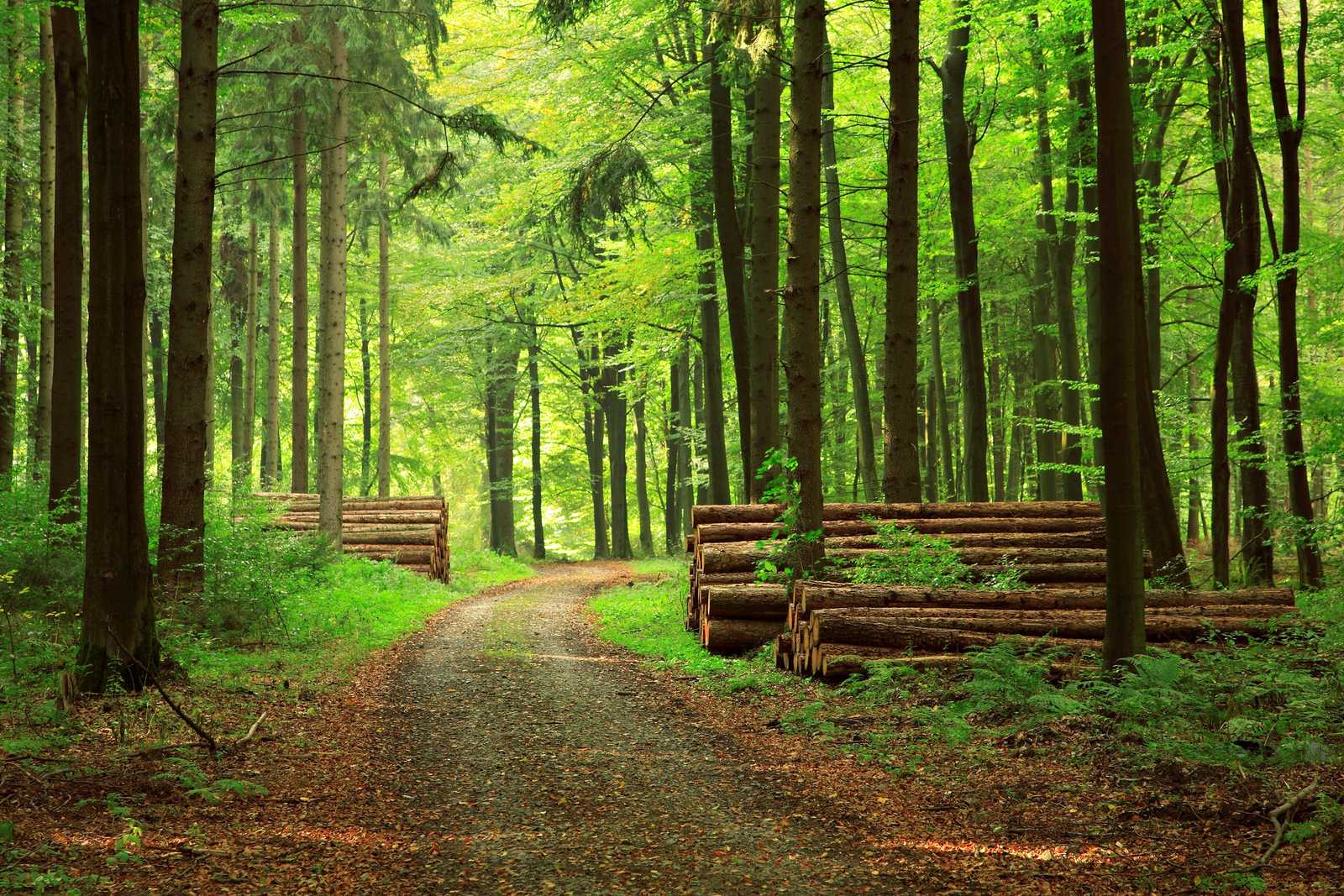 National Wood Products - So Cal